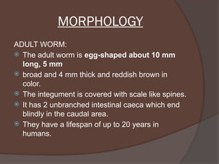 trematodes revised - microbiology180409160526.pptx