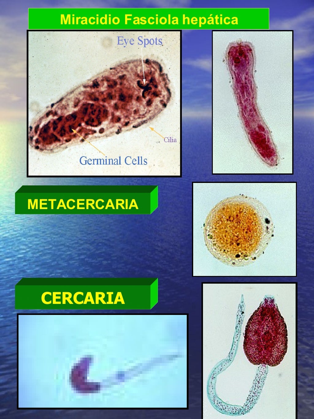 Trematodos