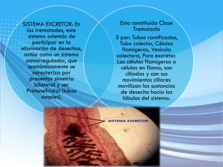 Trematodos. | PDF