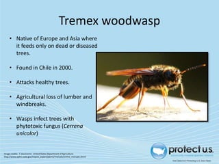 Tremexwoodwasp.pptx