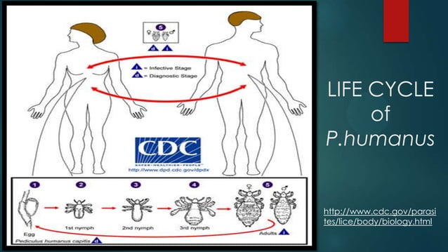 Trench fever | PPTX | Infectious Diseases | Diseases and Conditions