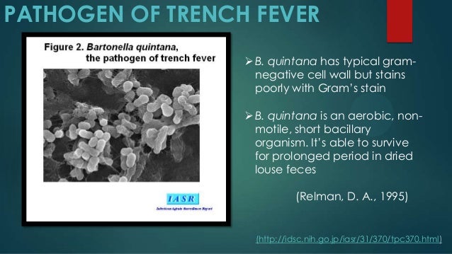Trench fever