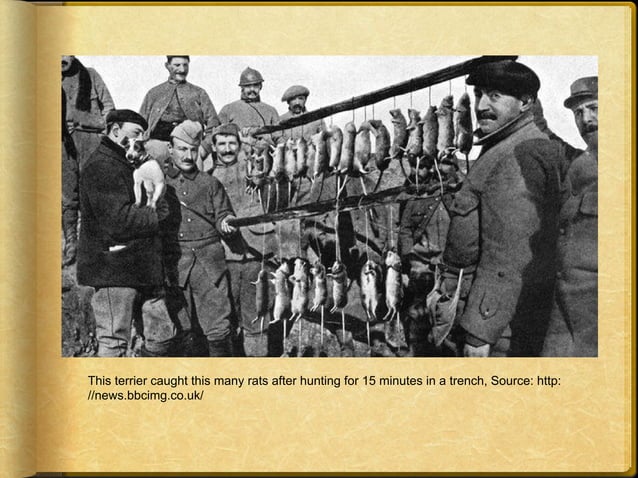 Trench Warfare PPT | PDF | Death, Injury, or Military Conflict ...