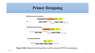 ARGOS8 variants generated by CRISPR-Cas9 improve maize grain yield ...