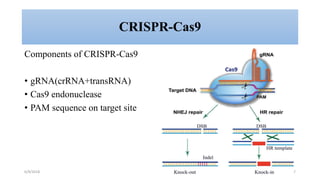 ARGOS8 variants generated by CRISPR-Cas9 improve maize grain yield ...