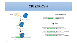 ARGOS8 variants generated by CRISPR-Cas9 improve maize grain yield ...