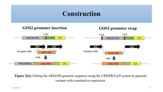 ARGOS8 variants generated by CRISPR-Cas9 improve maize grain yield ...