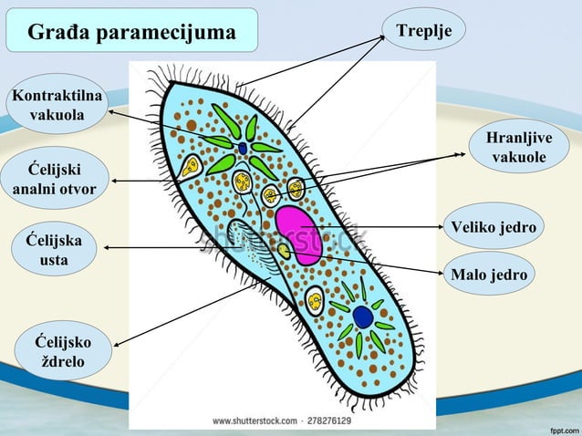 Trepljari | PPT