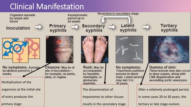 Treponema | PDF | Sexual Conditions | Sexual Health