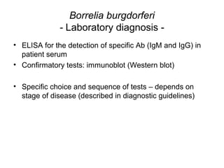 Treponema borrelia leptospira | PPT