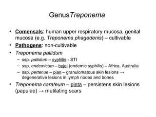 Treponema borrelia leptospira | PPT