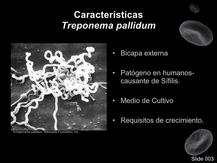 Treponema Pallidum Structure