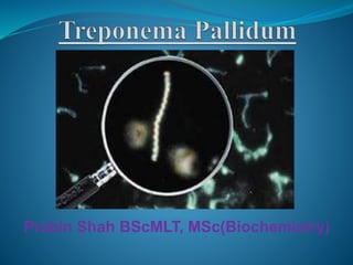 Treponema Pallidum Slide
