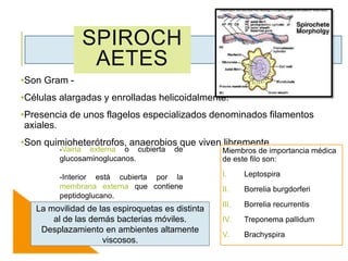 Treponema pallidum | PPT
