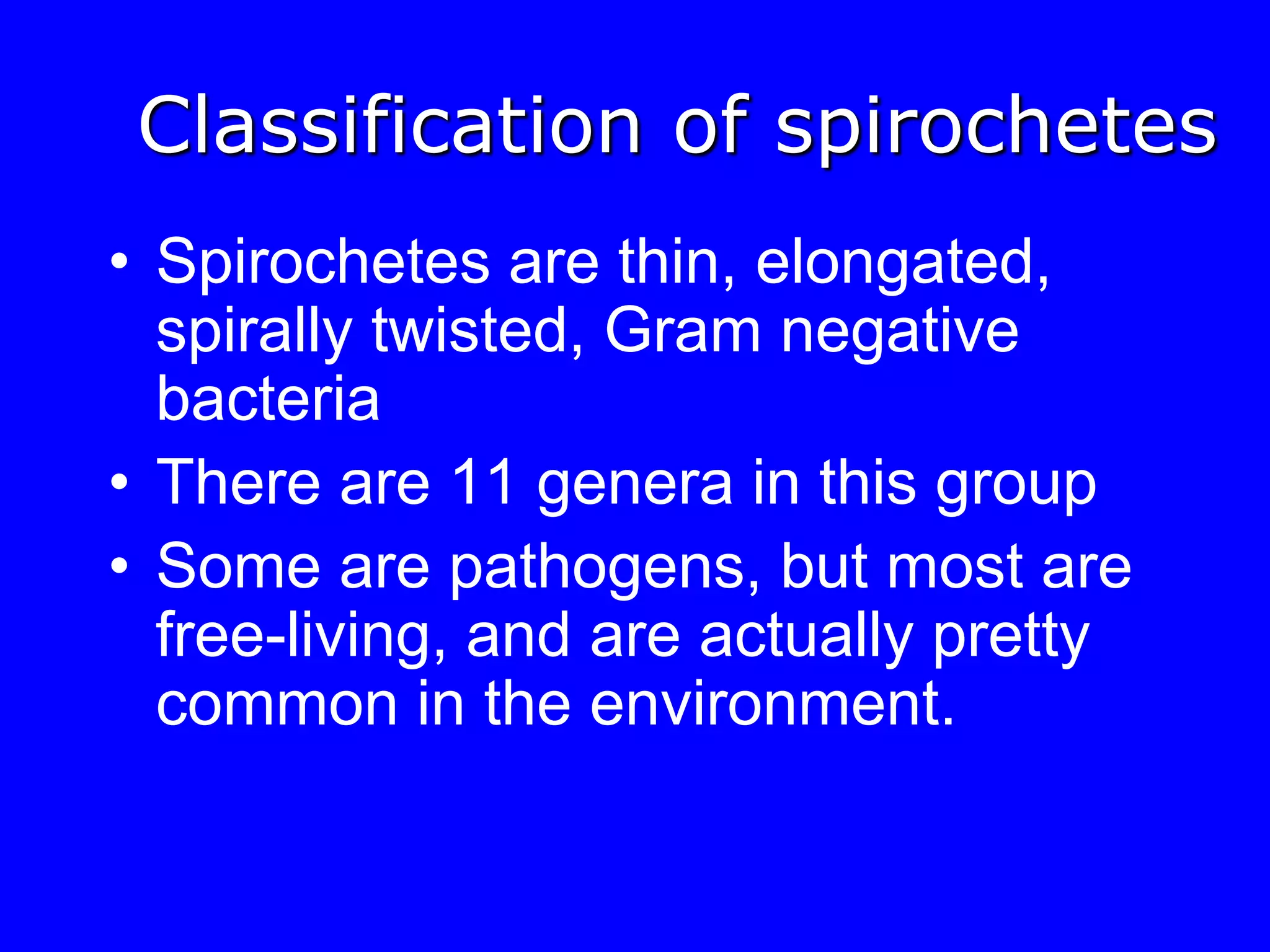 Treponema_pallidum.ppt