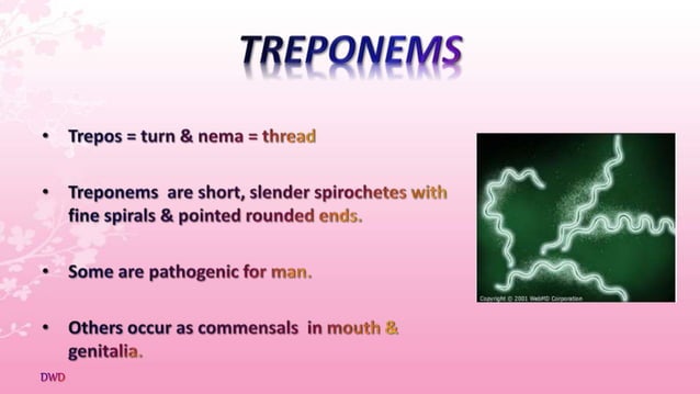 Treponema pallidum 1 | PPT