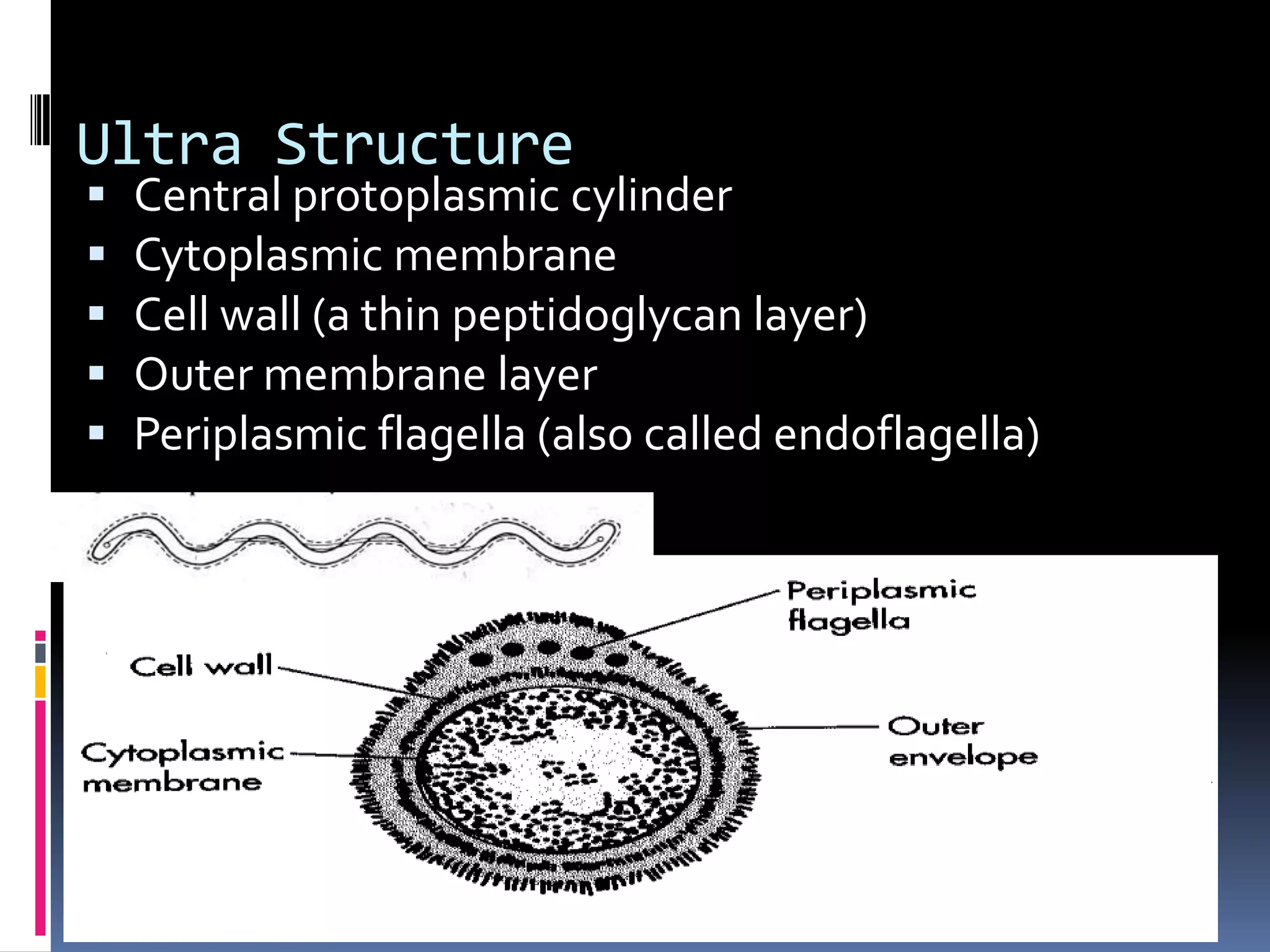 Treponema pallidum tutorial | PPTX