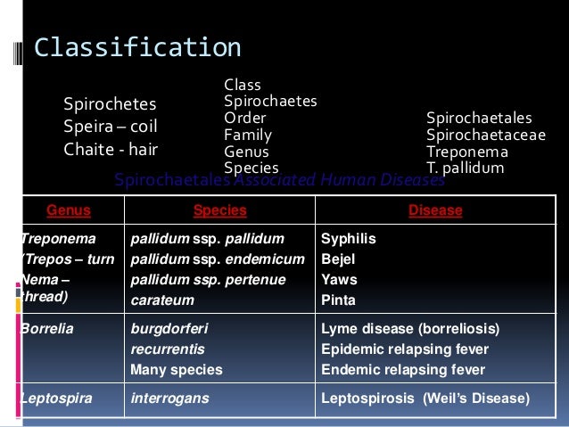 Treponema pallidum tutorial
