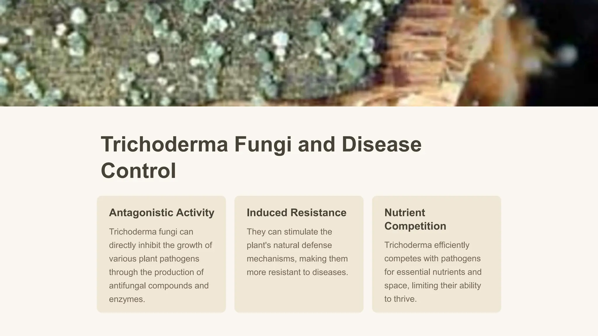 trichoderma fungi for disease introduction and methodology | PPTX