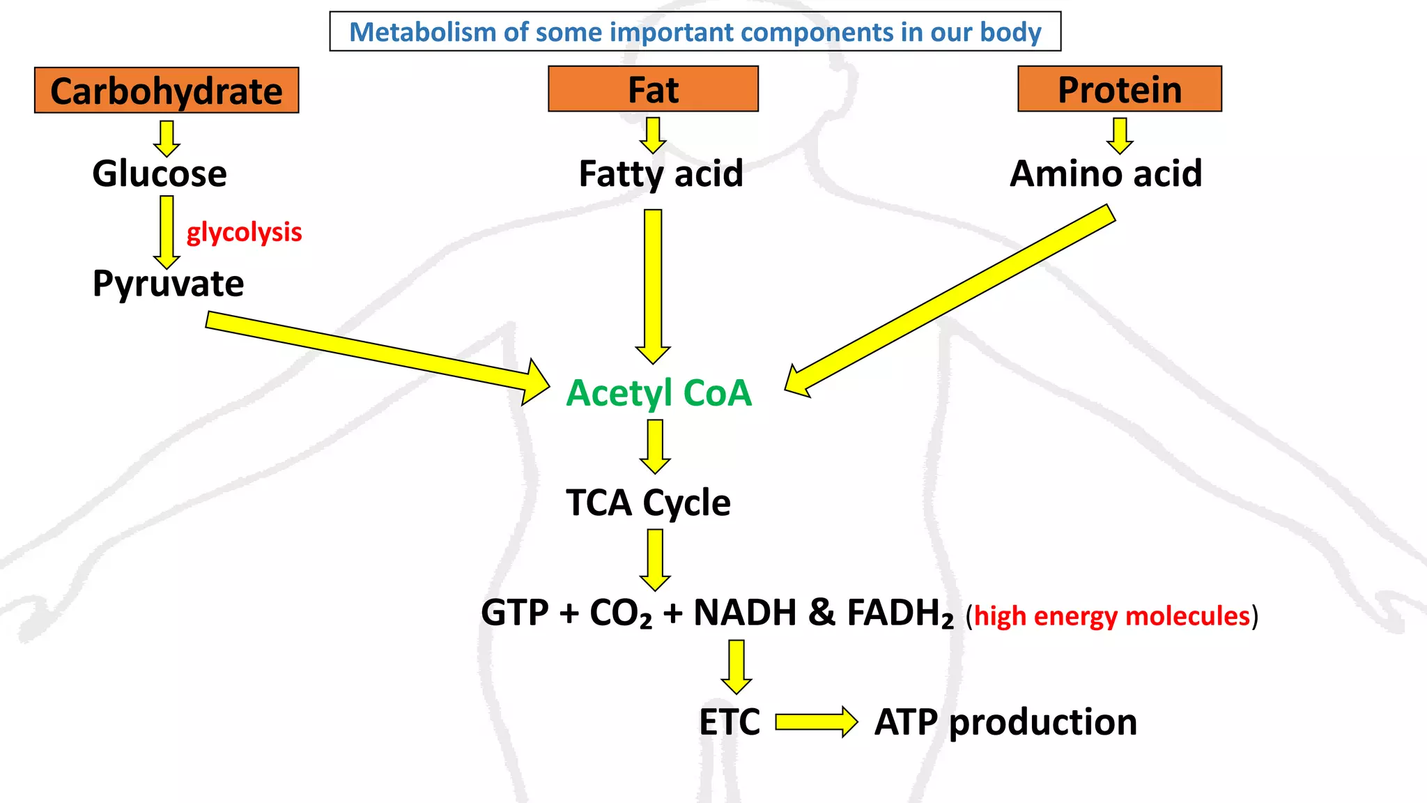 Tri-Carboxylic Acid (TCA) cycle | PPTX