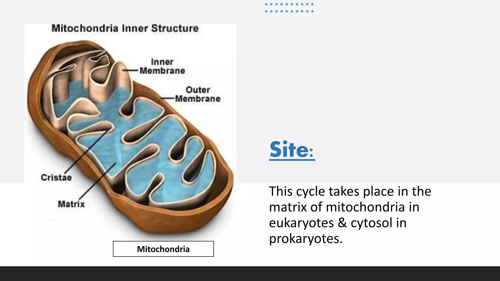 Tri-Carboxylic Acid (TCA) cycle | PPTX