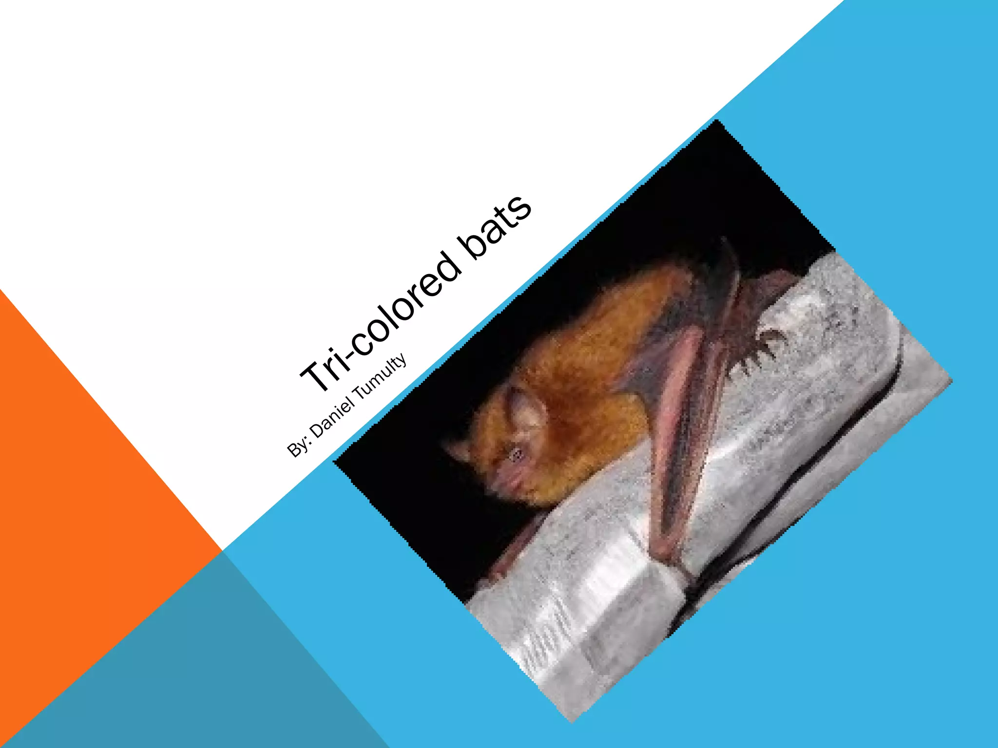 Tri colored bat presentation | PPS