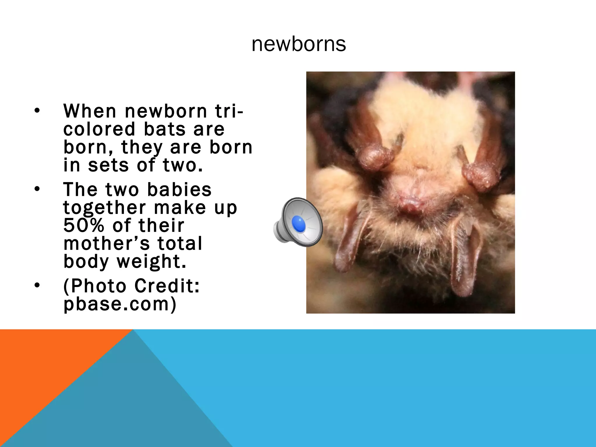 Tri colored bat presentation | PPS