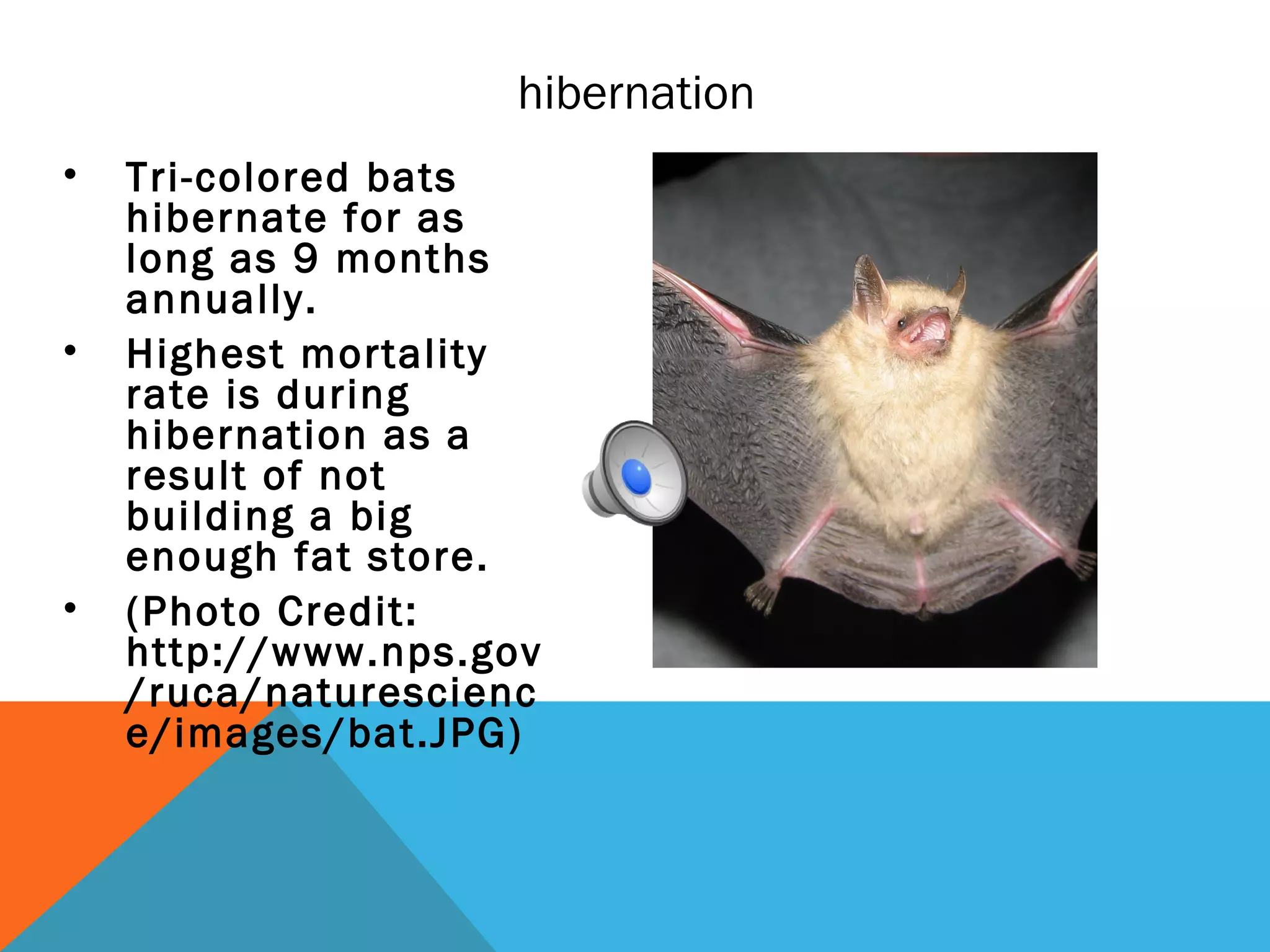 Tri colored bat presentation | PPS