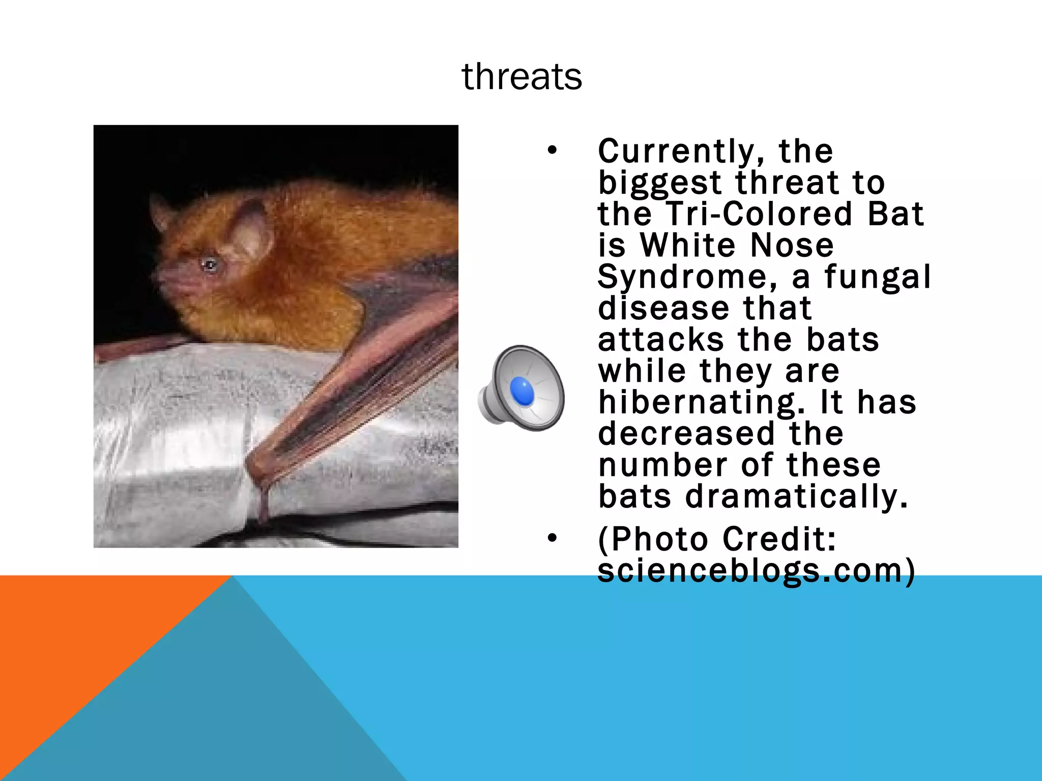 Tri colored bat presentation | PPS