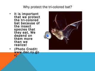 Tri colored bat presentation | PPS