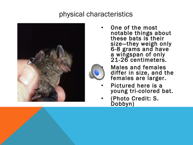 Tri colored bat presentation | PPT