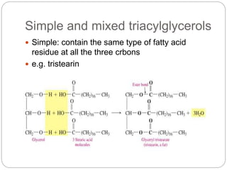 Triacylglycerol | PPTX