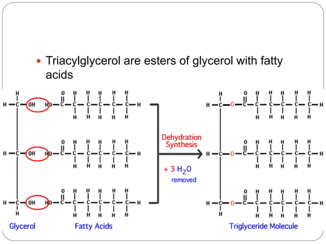 Triacylglycerol | PPT