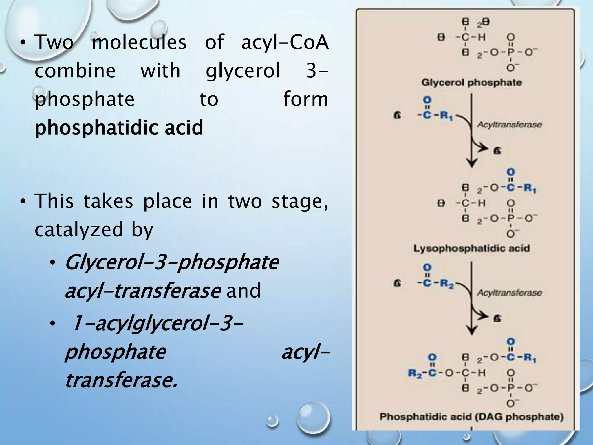 Triacylglycerol and compound lipid metabolism | PPTX