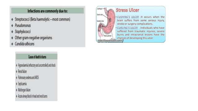 Triage,burn & tpn | PPTX