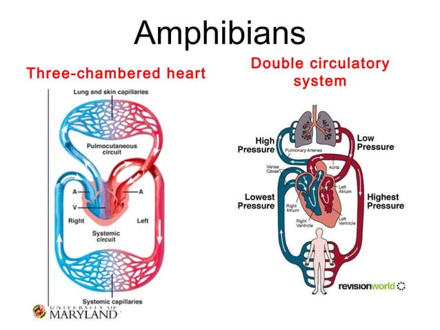 Triage understandingthe heart#2 | PPT