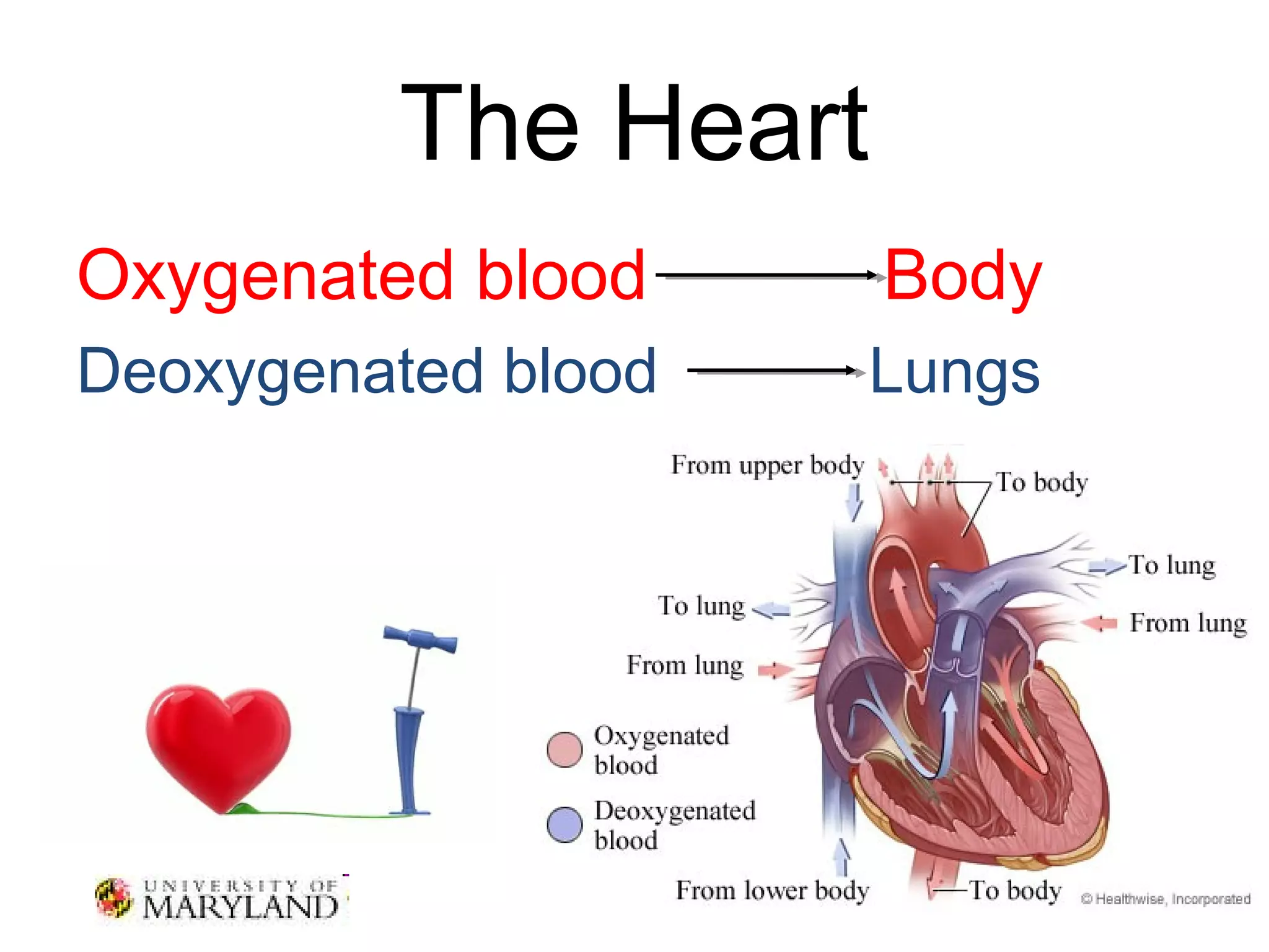 Understanding the Heart Triage | PPT