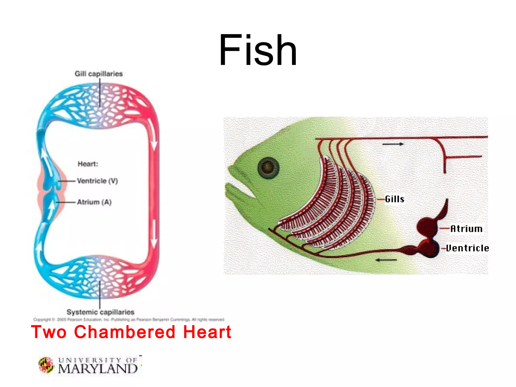 Understanding the Heart Triage | PPT