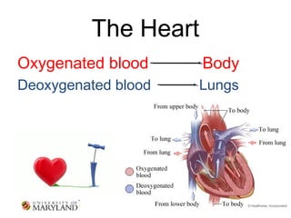 Understanding the Heart Triage | PPT