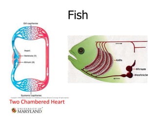 PowerPoint Team Triage: Understanding the Heart | PPT