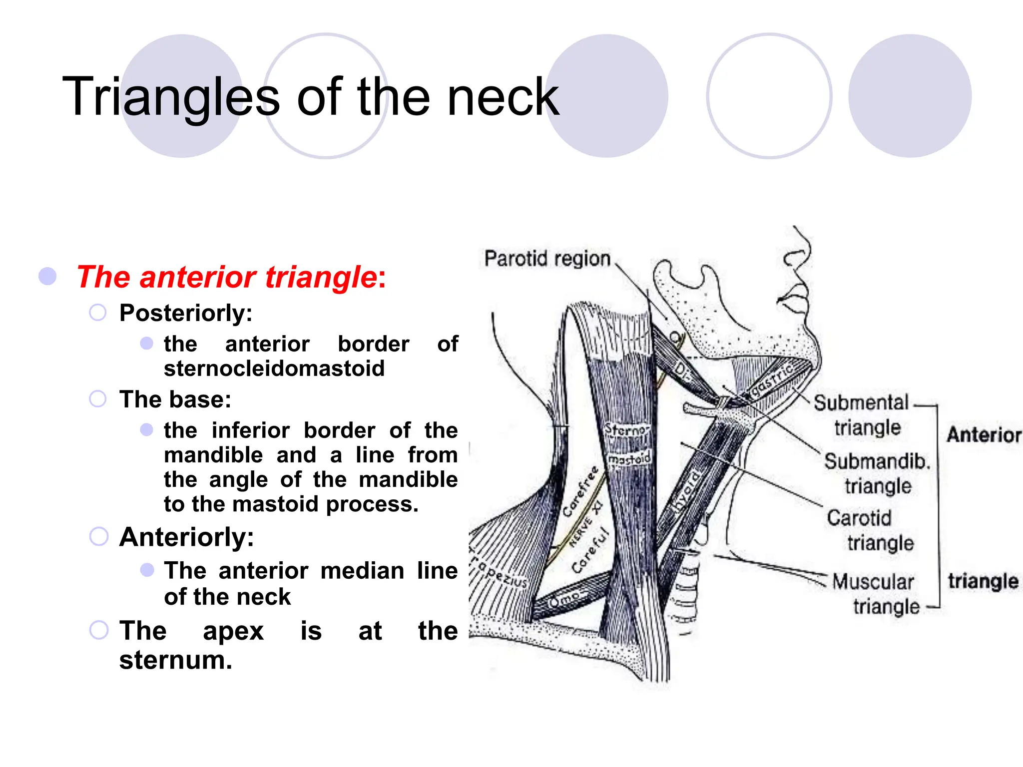 triangeles_of_the_neck human anatomy.ppt