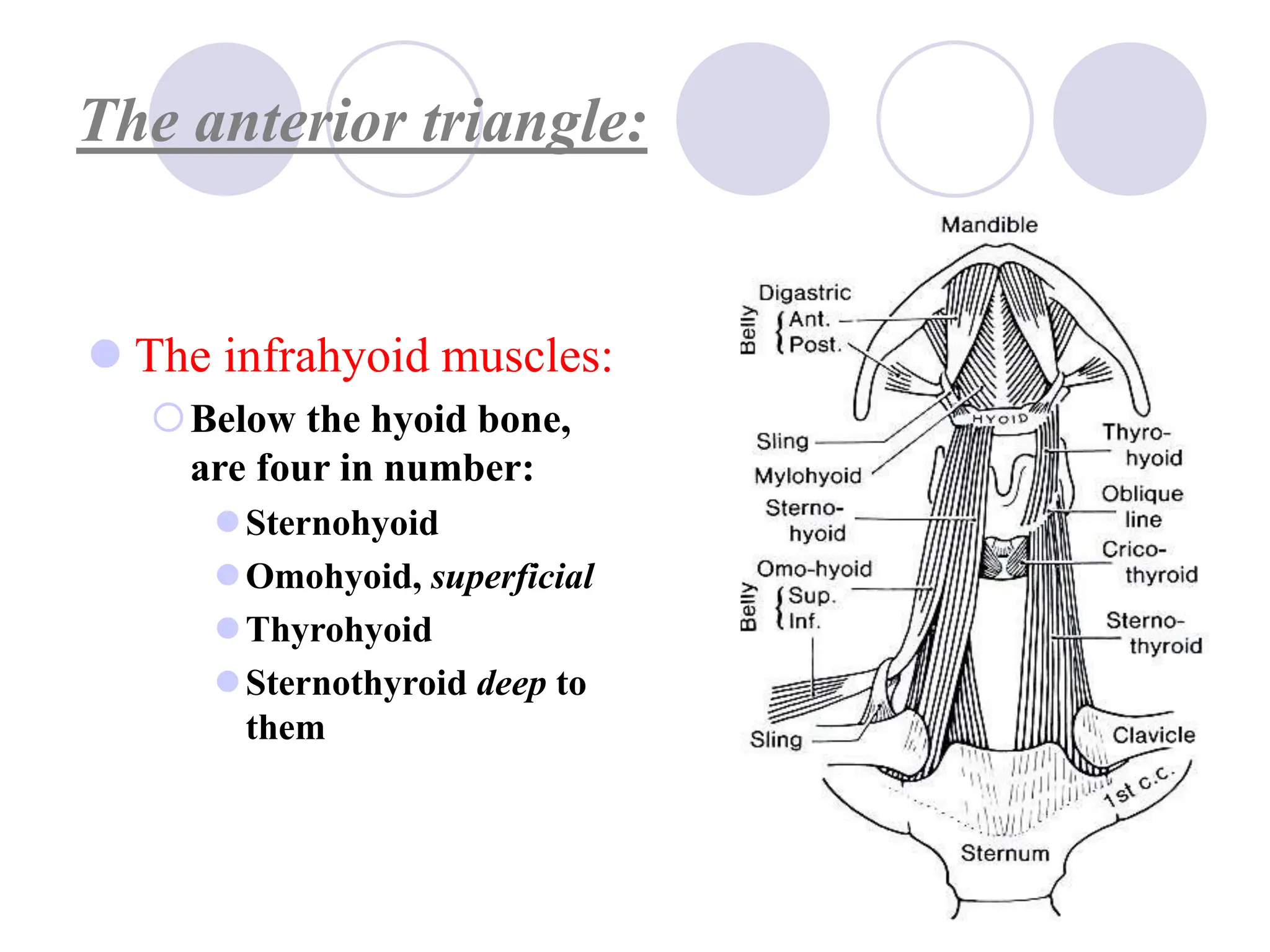 triangeles_of_the_neck human anatomy.ppt