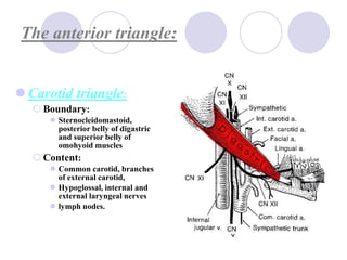 triangeles_of_the_neck human anatomy.ppt