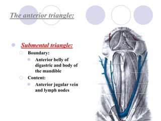 triangeles_of_the_neck human anatomy.ppt