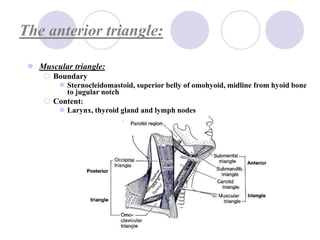 triangeles_of_the_neck human anatomy.ppt