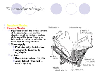 triangeles_of_the_neck human anatomy.ppt