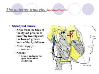 triangeles_of_the_neck human anatomy.ppt