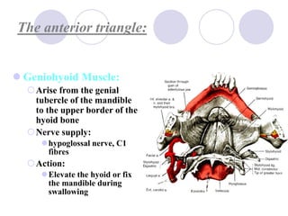 triangeles_of_the_neck human anatomy.ppt