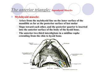 triangeles_of_the_neck human anatomy.ppt
