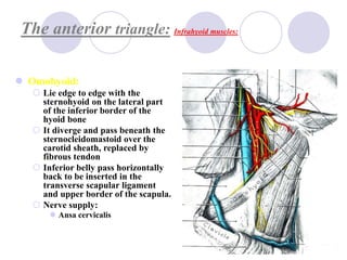 triangeles_of_the_neck human anatomy.ppt